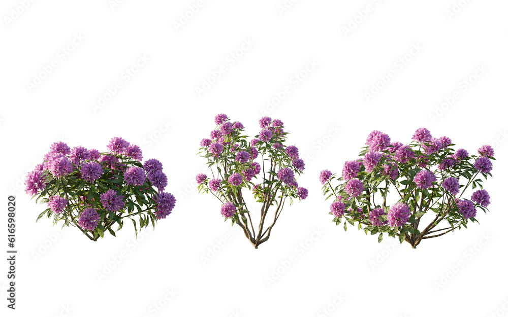 isolated shrub bushes in 3 variation, best use for landscape design ...
