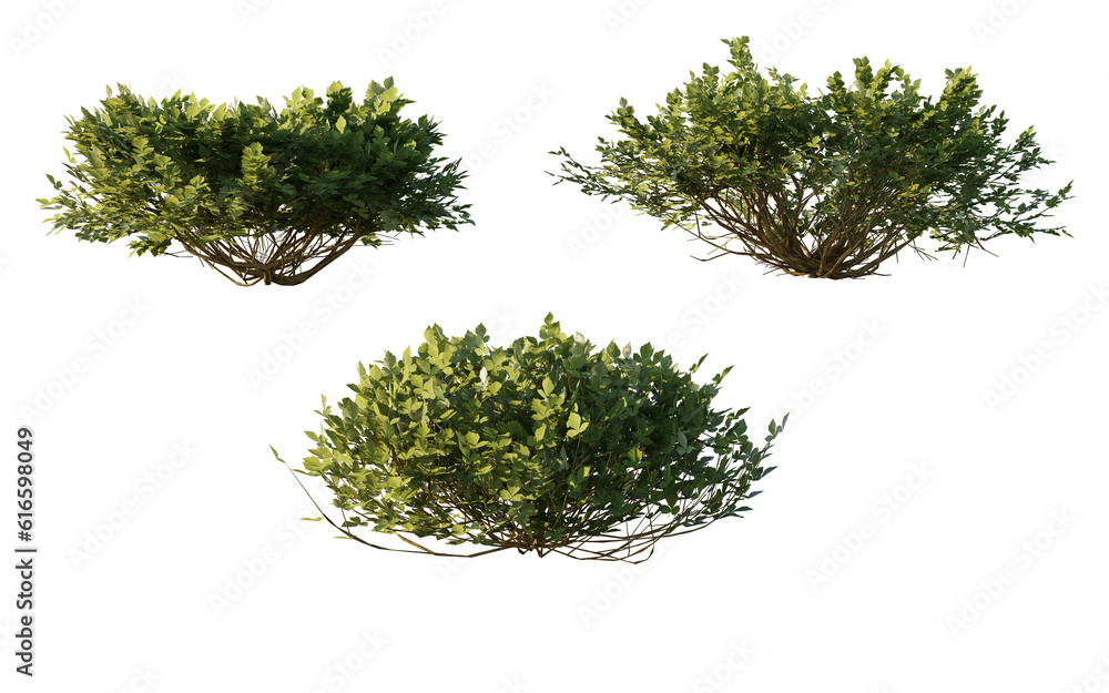 isolated shrub bushes in 3 variation, best use for landscape design ...