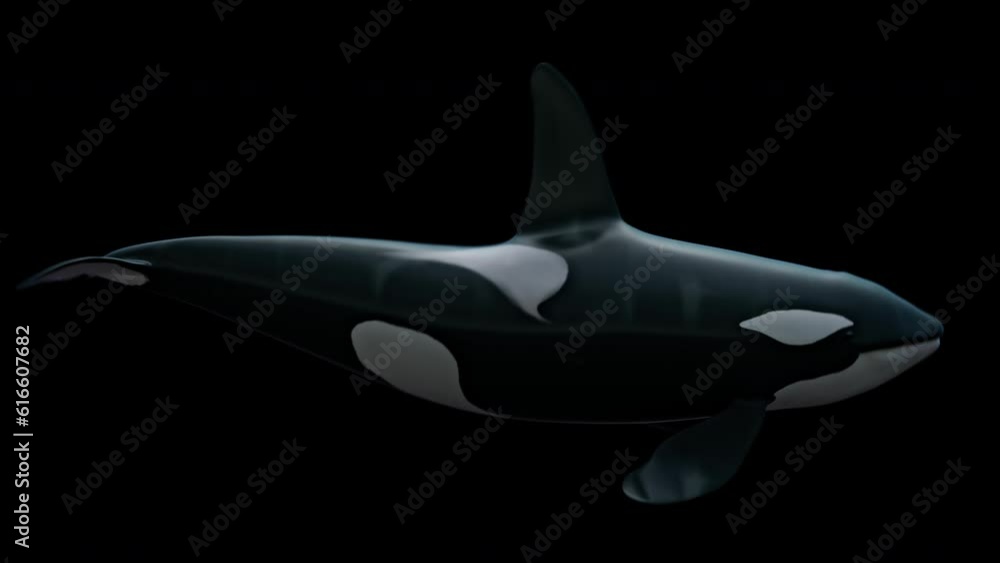 4K animation of orca whale swimming loop with clean alpha channel ...