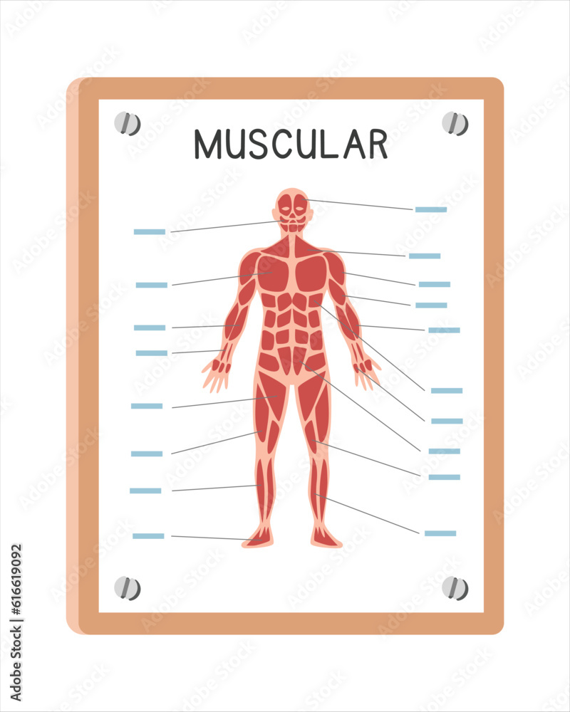 Human muscular system poster clipart cartoon style, vector design. Use ...