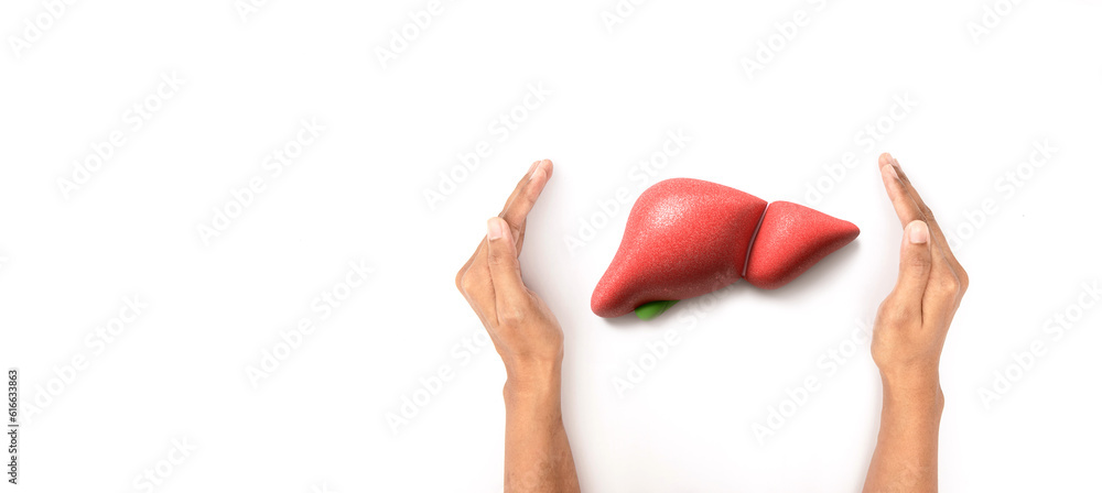 Hand hold liver organ on white background for health care liver cancer ...