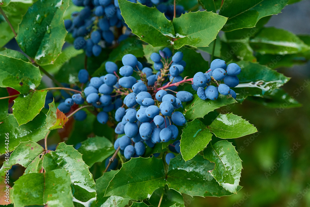 Gewöhnliche Mahonie oder Stechdornblättrige Mahonie (Mahonia aquifolium ...