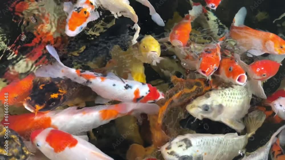 Koi kohaku fish or carp, Japanese Fish swimming in pond. It golden red ...