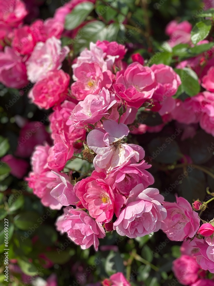 pink flowers. Bush roses of bright pink color, in the park, in summer ...