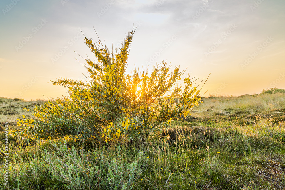 Gorse bush or Ulex Europaeus, between the dunes during golden hour at ...