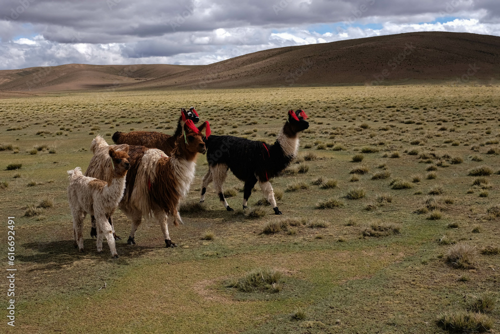 élevage de lamas dans les Andes / Lama breeding in The Andes Mountains ...