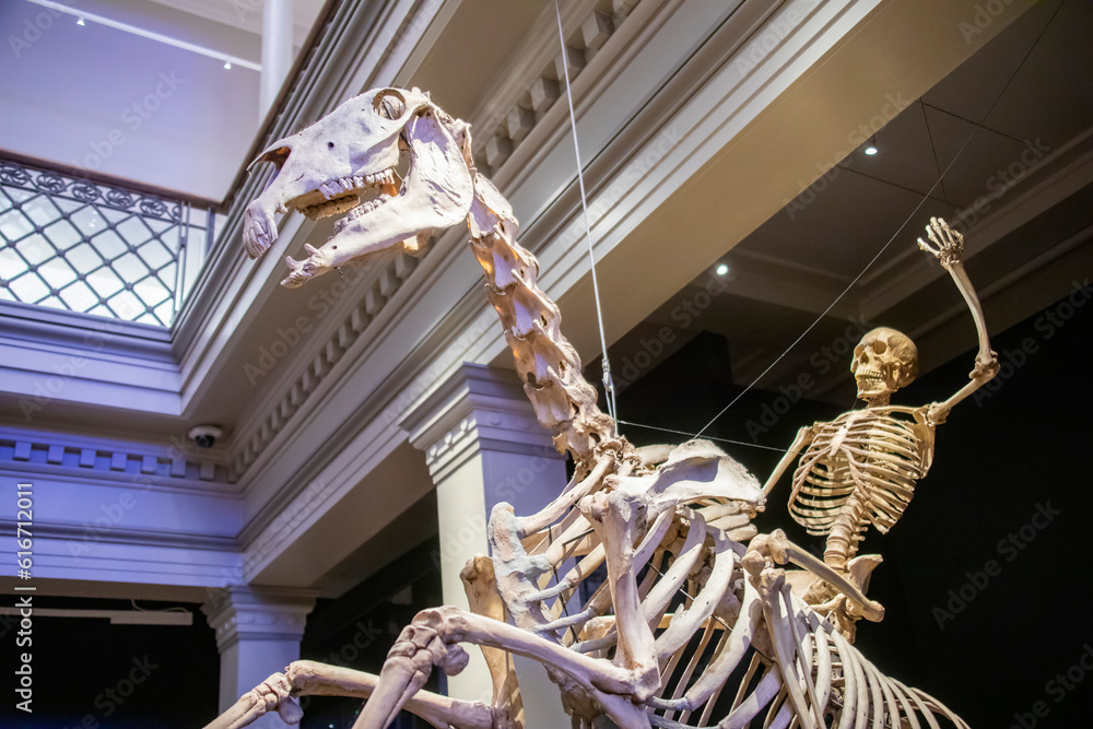 Sydney Australia 26th Mar 2023: the skeleton of "Sir Hercules" and a ...