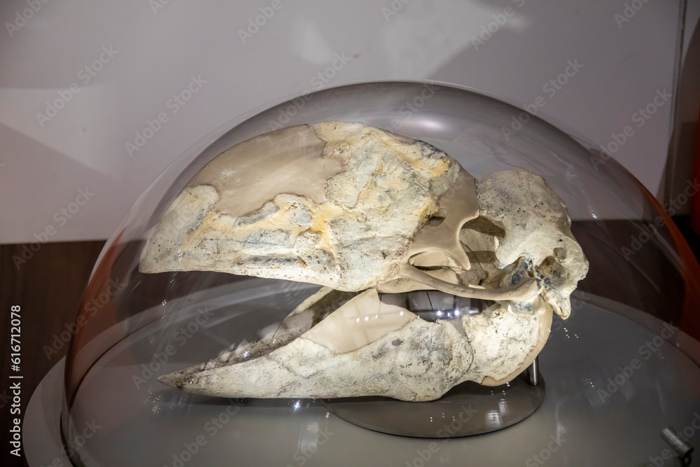 Sydney Australia 26th Mar 2023: the skull of Demon duck of doom ...