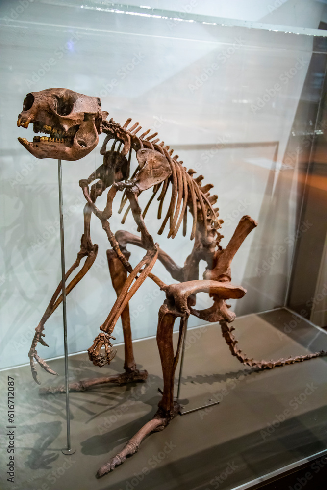 the skeleton of short-faced kangaroo (Simosthenurus occidentalis ) in ...