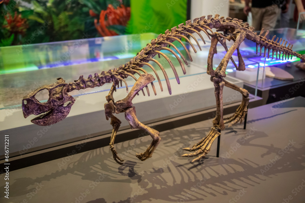 the cast of Psittacosaurus mongoliensis (Parrot Lizard) in Australian ...