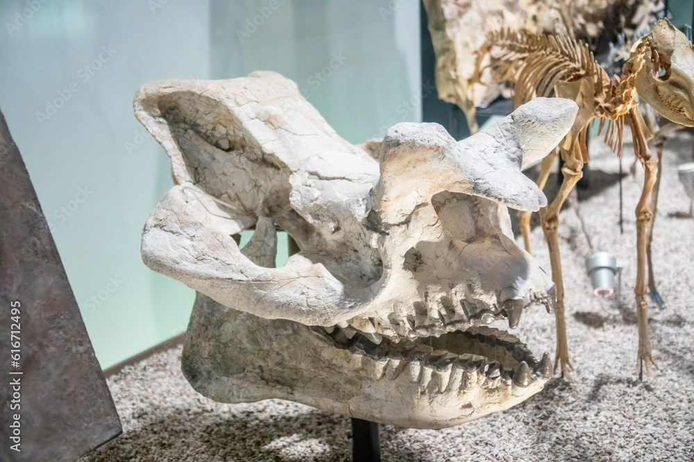 Tokyo Japan Mar 11th 2023: the Megacerops (large-horned face) in global ...