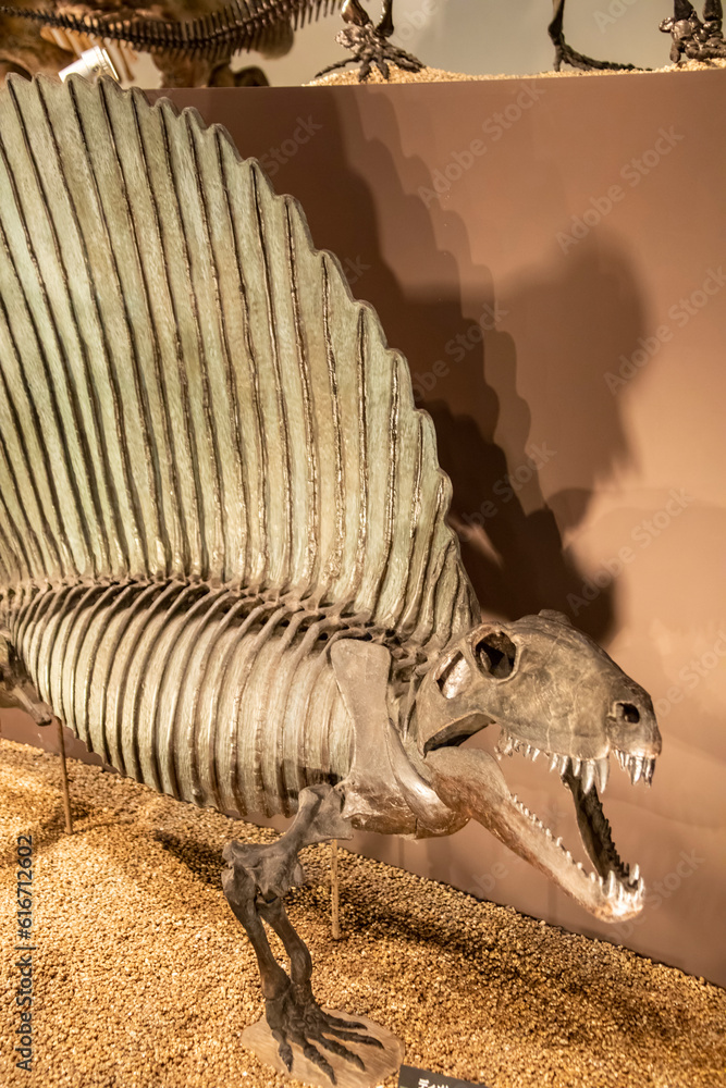 the Dimetrodon "two measures of teeth" in global gallery National ...