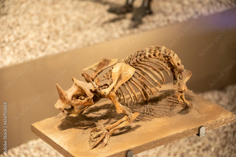 Tokyo Japan Mar 11th 2023: Horned gopher (ceratogaulus hatcheri) in ...