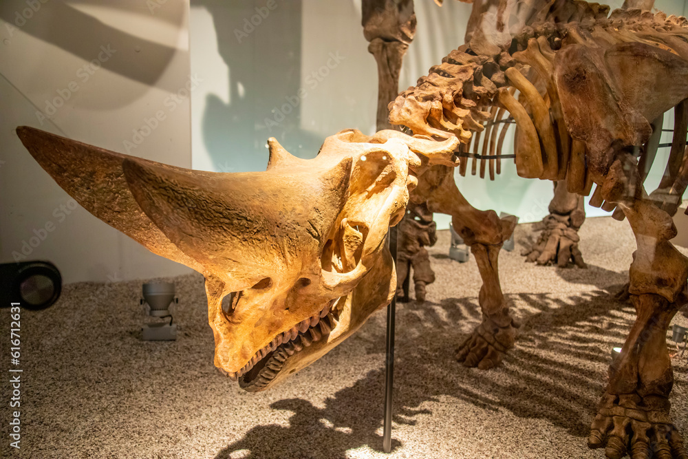 Tokyo Japan Mar 11th 2023: the arsinoitherium zitteli in global gallery National Museum of ...