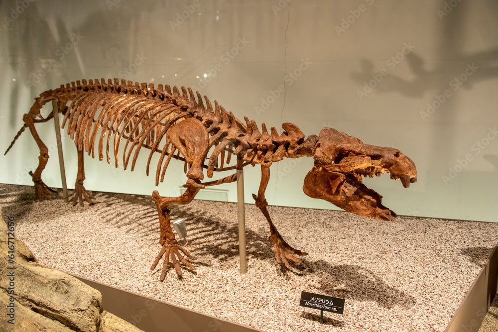 the Moeritherium ("the beast from Lake Moeris") in global gallery ...