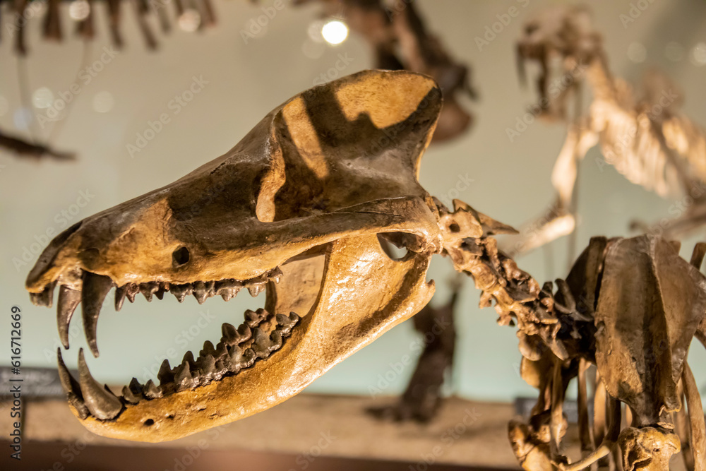 Foto de Tokyo Japan Mar 11th 2023: the sinonyx jiashanensis ("Chinese ...