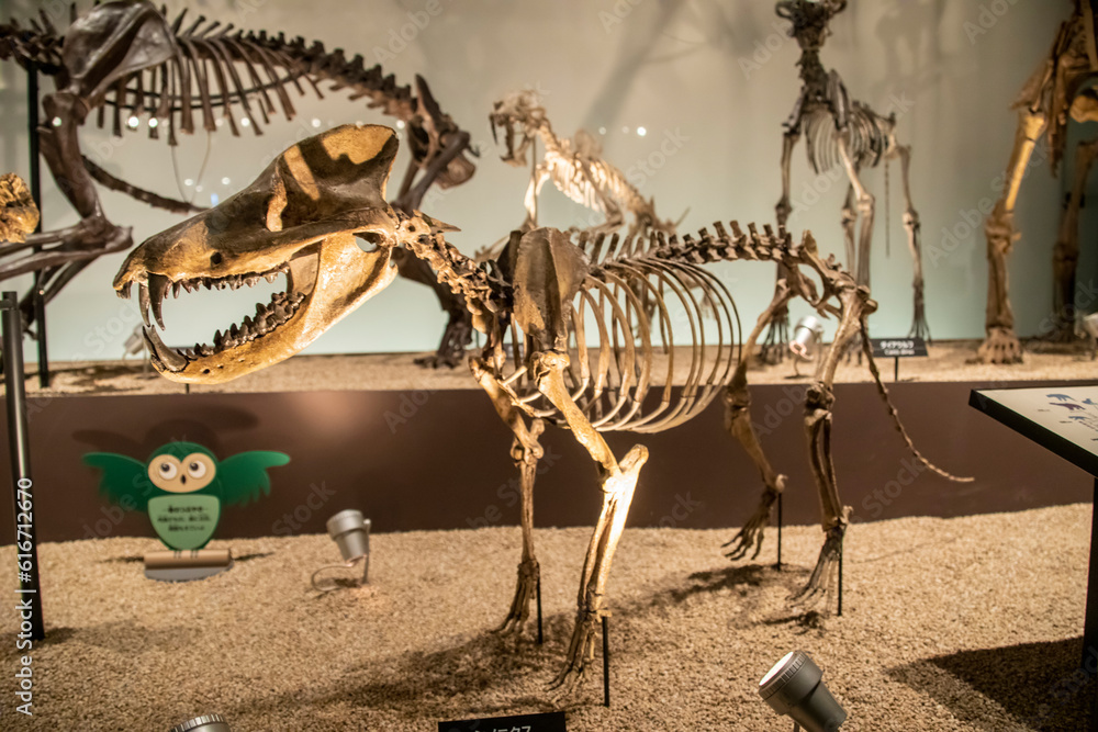 Tokyo Japan Mar 11th 2023: the sinonyx jiashanensis ("Chinese claw") in ...
