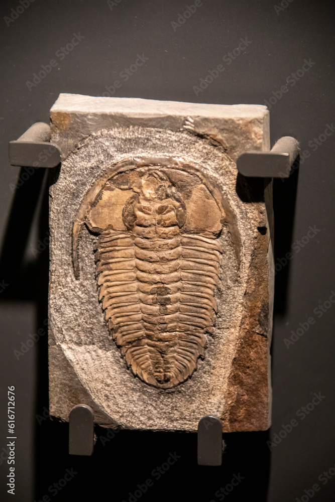 Tokyo Japan Mar 11th 2023: the Redlichia (Pteroredlichia) lui in global ...