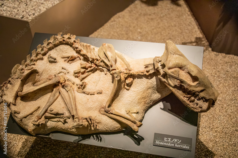 the hyaenodon horridus (("hyena-tooth")) in natural museum in global ...