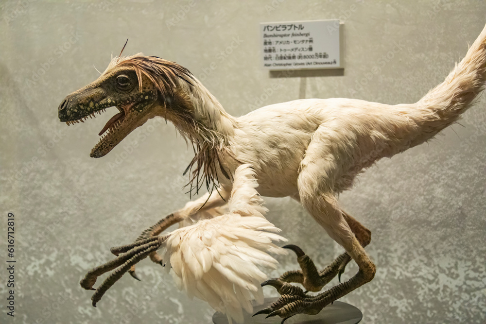 Tokyo Japan Mar 11th 2023: the model of Bambiraptor feinbergi in global gallery National Museum ...