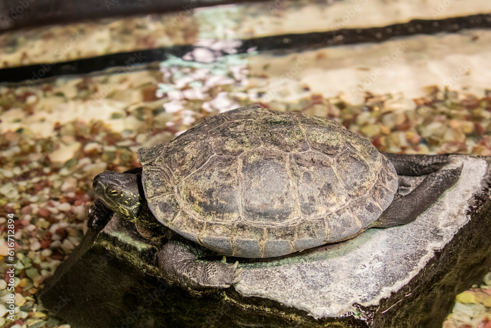 Chinese pond turtle (Mauremys reevesii) is a species of turtle in the ...