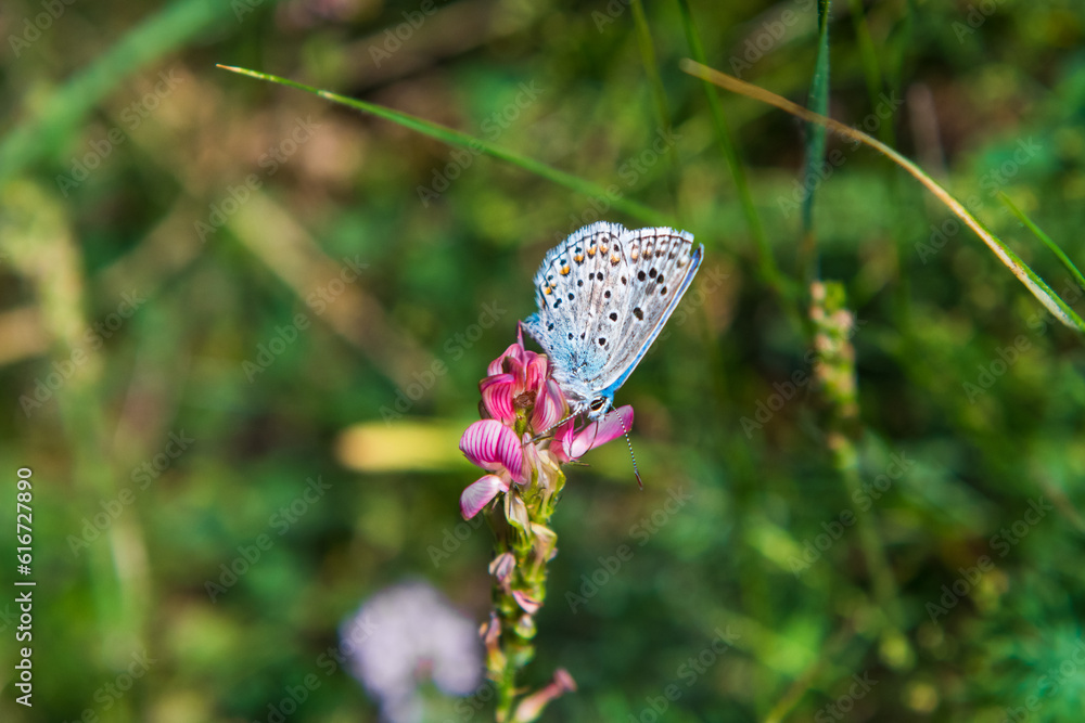 Un papillon silver-studded blue ou Plebejus argus de la famille des ...