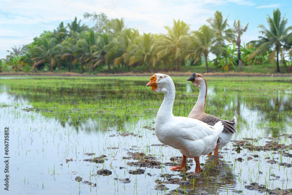 Couple Shi Tou Goose or african geese white and gray are feeding in ...