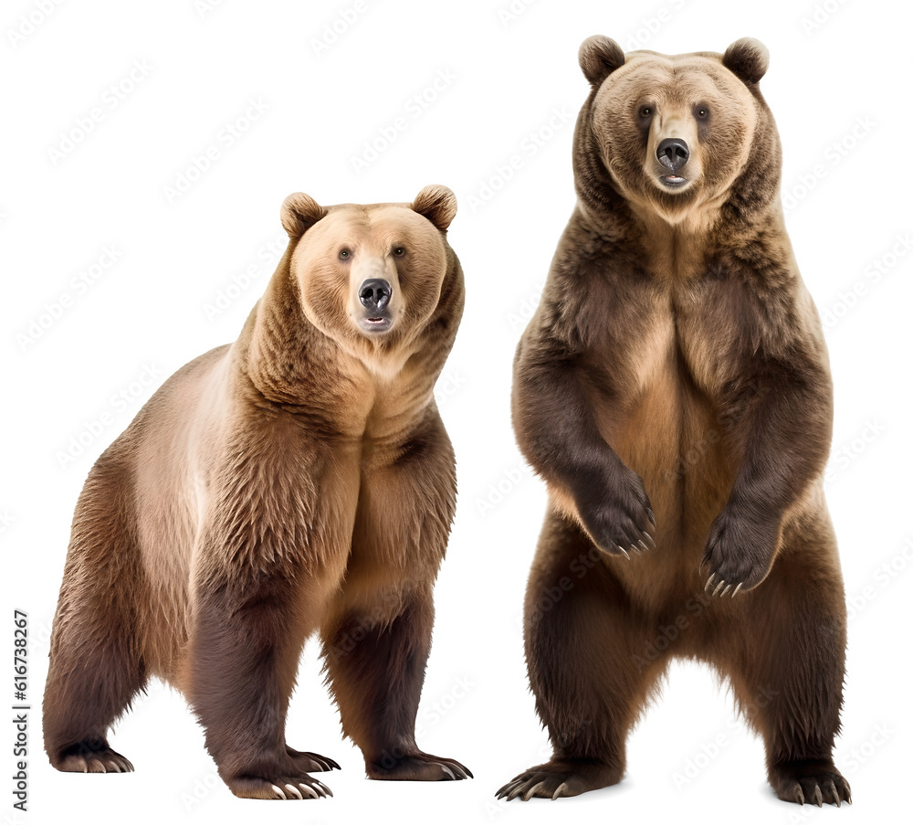 Two grizzly bear standing and sitting, isolated background. Generative ...