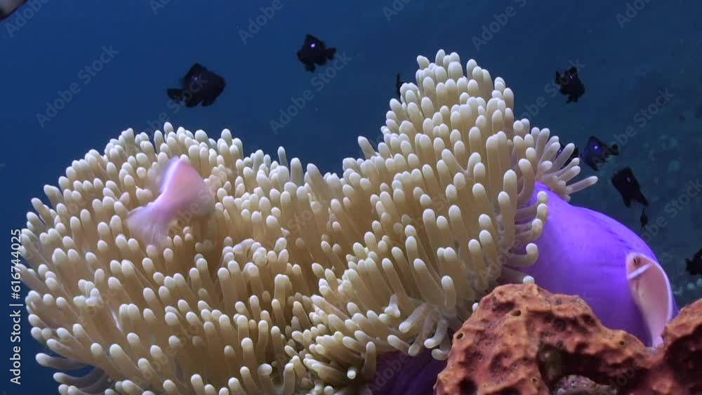 Underwater anemones and clown fish are stunning sight. Anemones provide ...