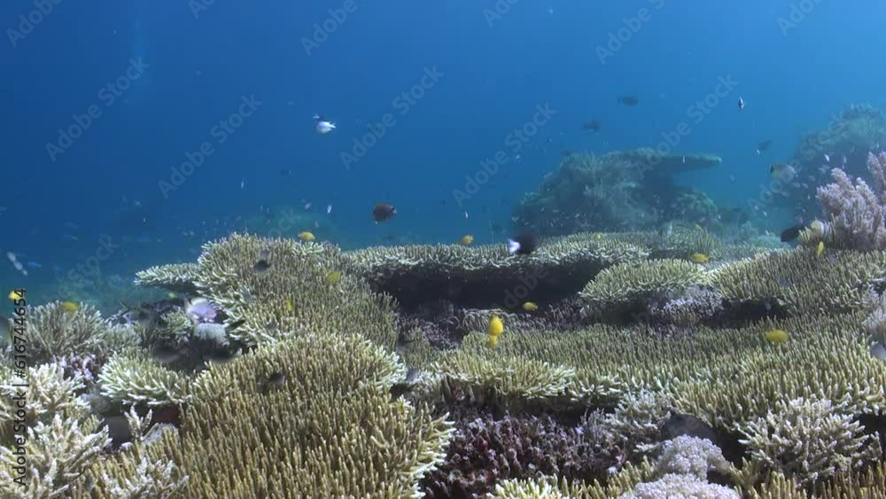 Fish in underwater coral reef of Bali create vibrant and dynamic ...