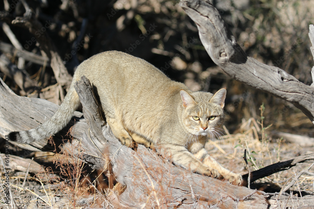 African wildcat sharpening its claws on a dead tree, Kalahari ...