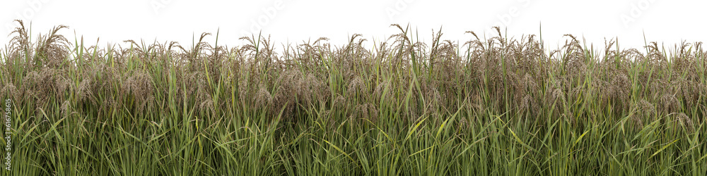 Evergreen rice field in nature, meadow in springtime, Tropical forest ...