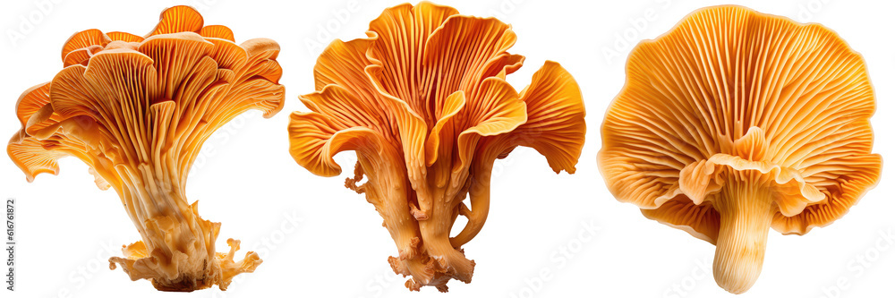 mushroom collection, chantarelle bundle isolated on white background as ...