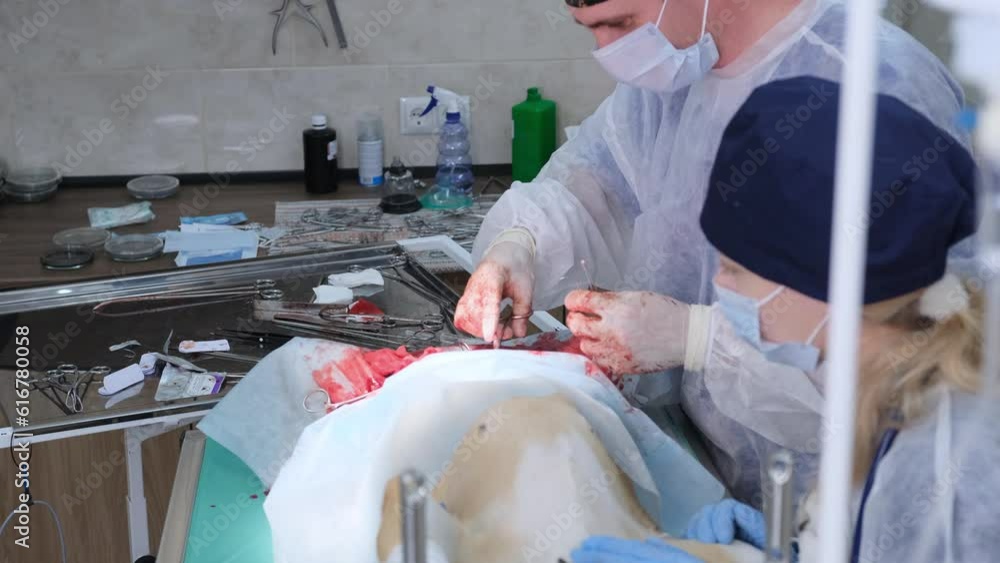The end of abdominal surgery, the veterinarian sews up the soft tissues ...