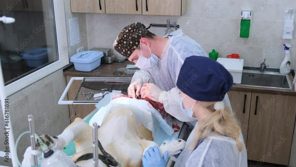 The end of abdominal surgery, the veterinarian sews up the soft tissues ...