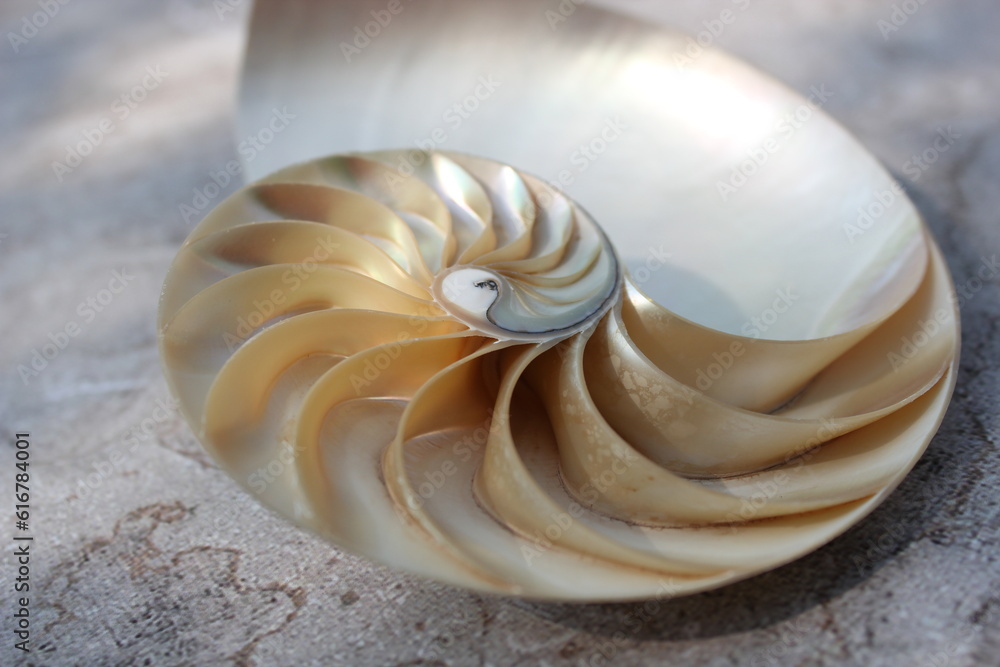 nautilus shell symmetry Fibonacci half cross section spiral golden ...