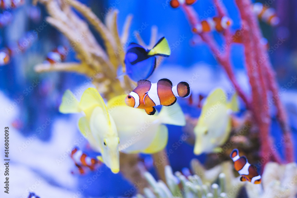 Foto de Clown Fish In Aquarium Photo The real Finding Nemo. An orange ...