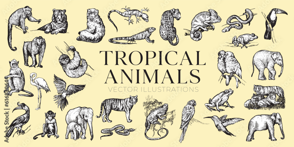 Handdrawn tropical animals illustrations, jungle animals drawing ...