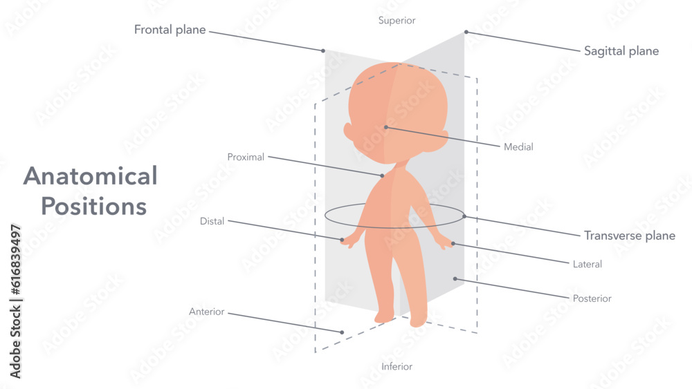 Anatomical positions of the human body vector illustration diagram ...