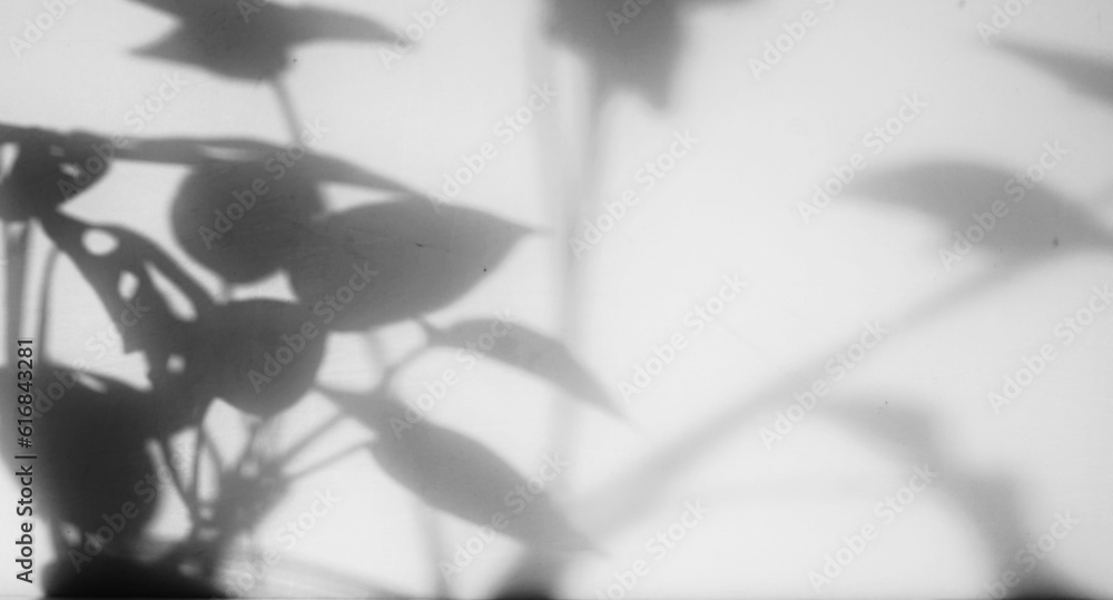 natural plant shadow overlay Stock Photo | Adobe Stock