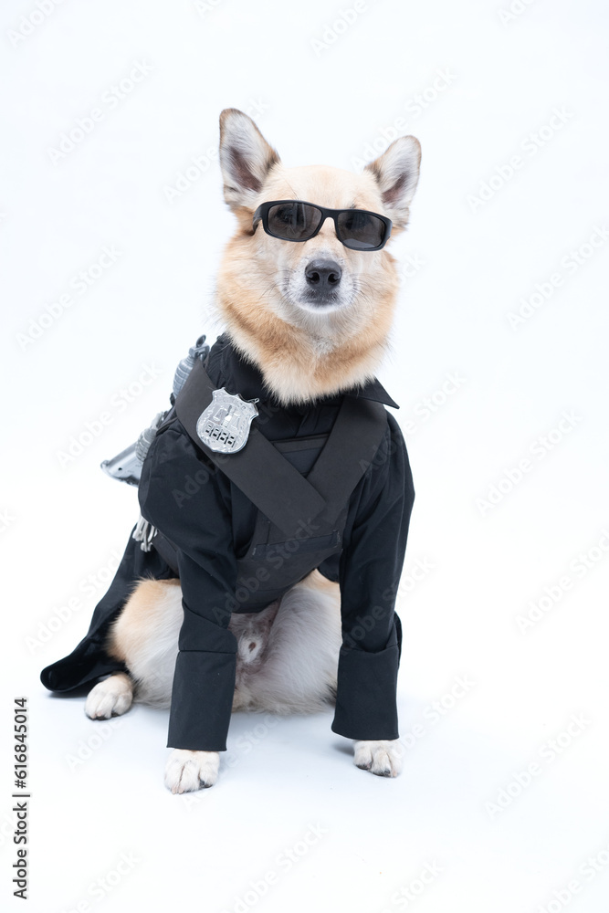 Cachorro fantasiado de policial e armado Stock Photo | Adobe Stock