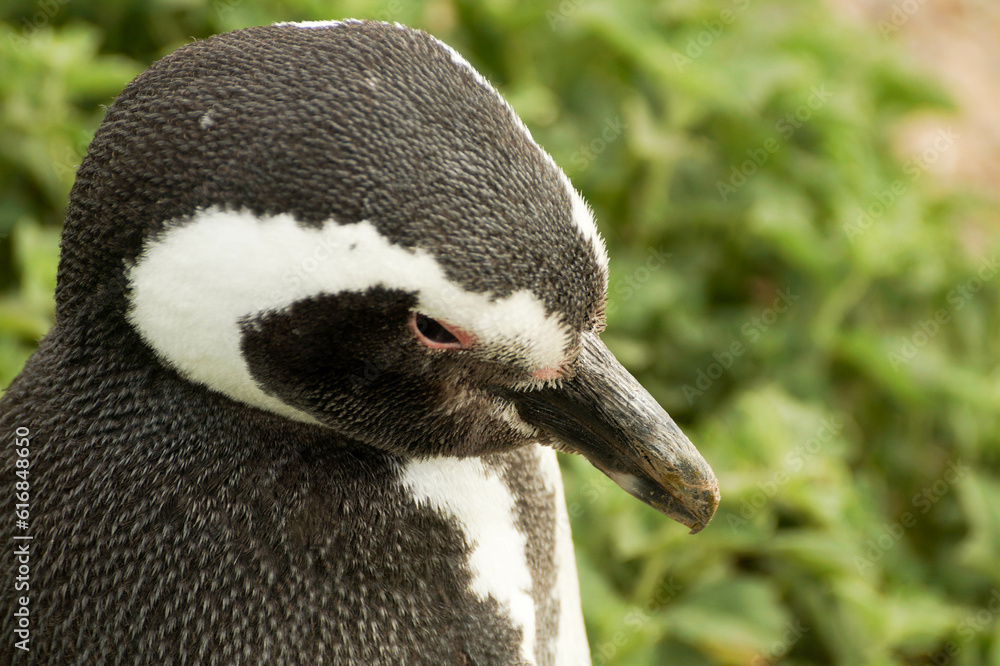 El pingüino de Magallanes, denominado también pingüino patagónico, es ...