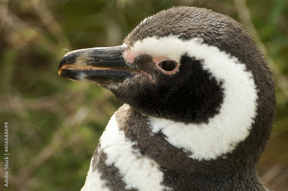 El pingüino de Magallanes, denominado también pingüino patagónico, es ...