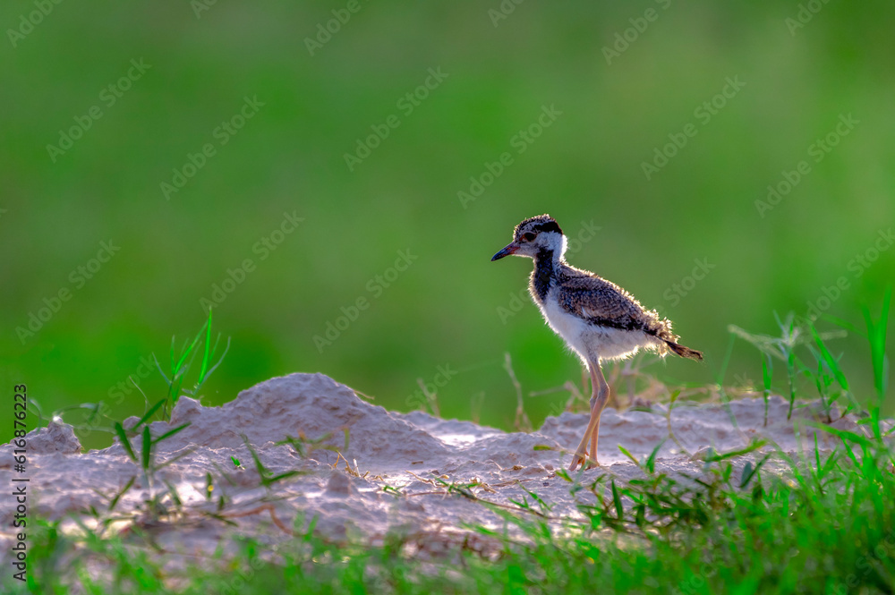 juvenile bird in blur background, The red-wattled lapwing is an Asian ...