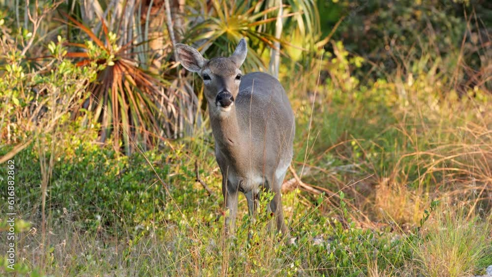 Key Deer are an endangered species that lives in the Florida Keys. In ...