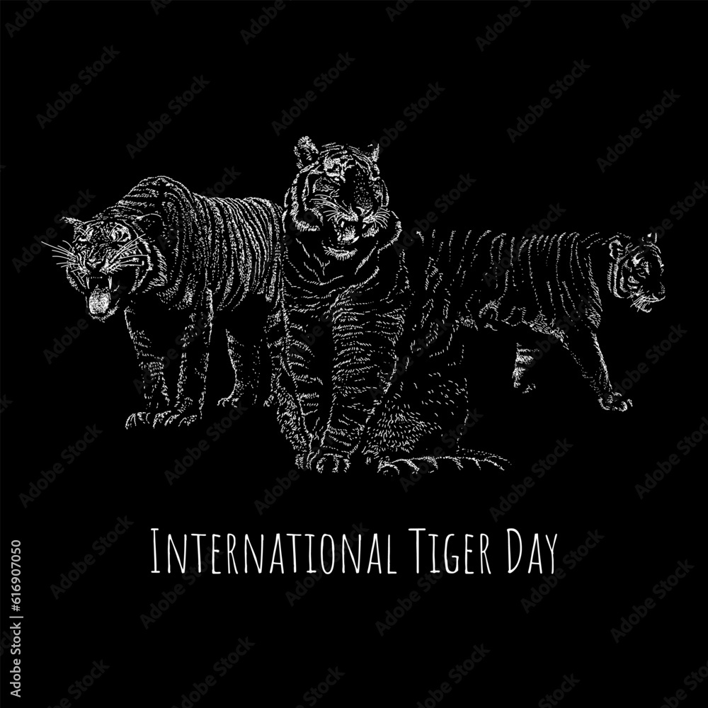 International Tiger Day hand drawing vector isolated on black ...