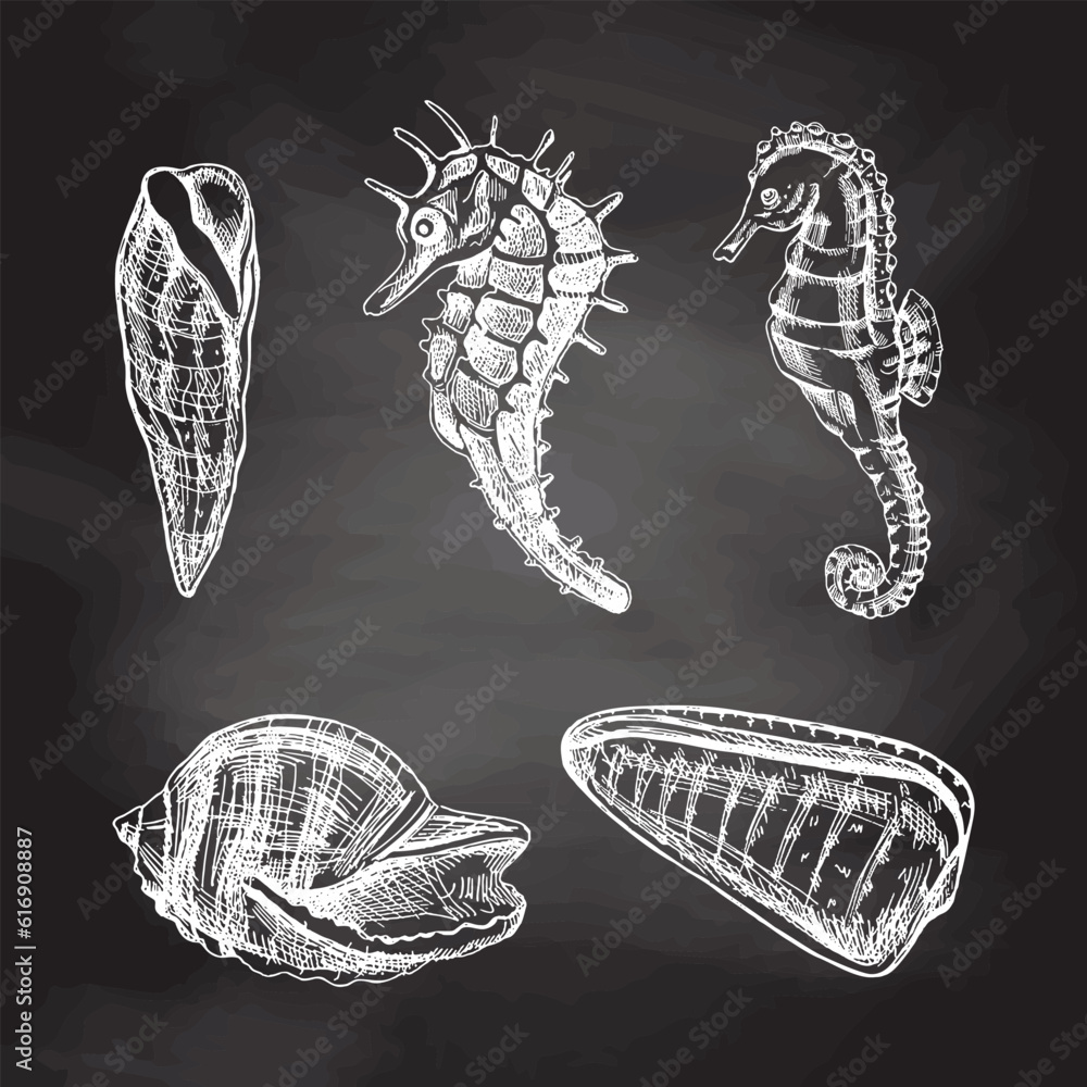 Seashells, seahorses, whelk vector set. Hand drawn white sketch ...