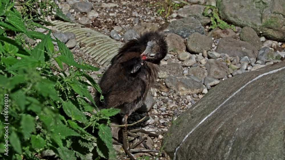 Juvenile baby common moorhen Gallinula chloropus also known as the ...
