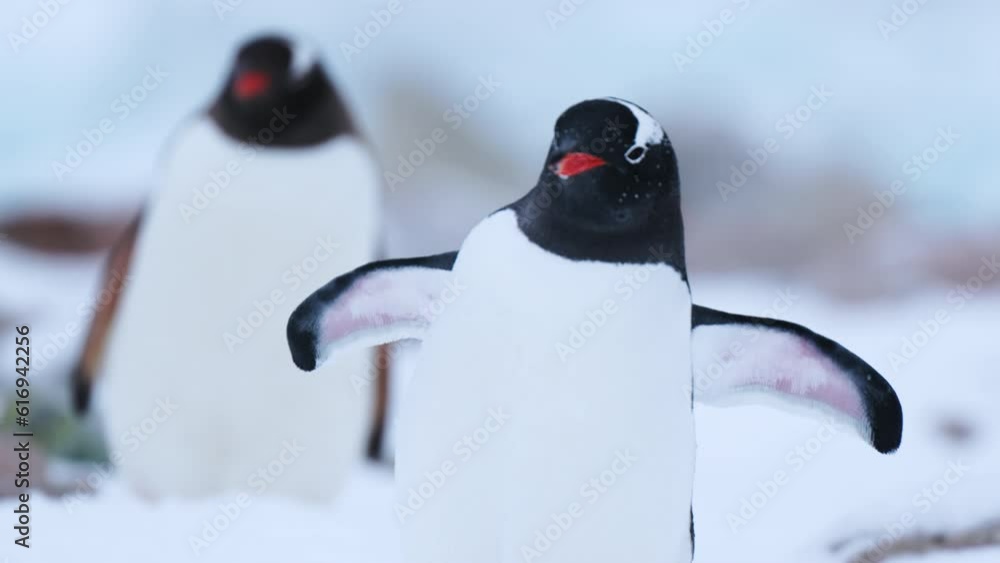 Gentoo penguins in Antarctica Peninsula they have a bright red-orange ...