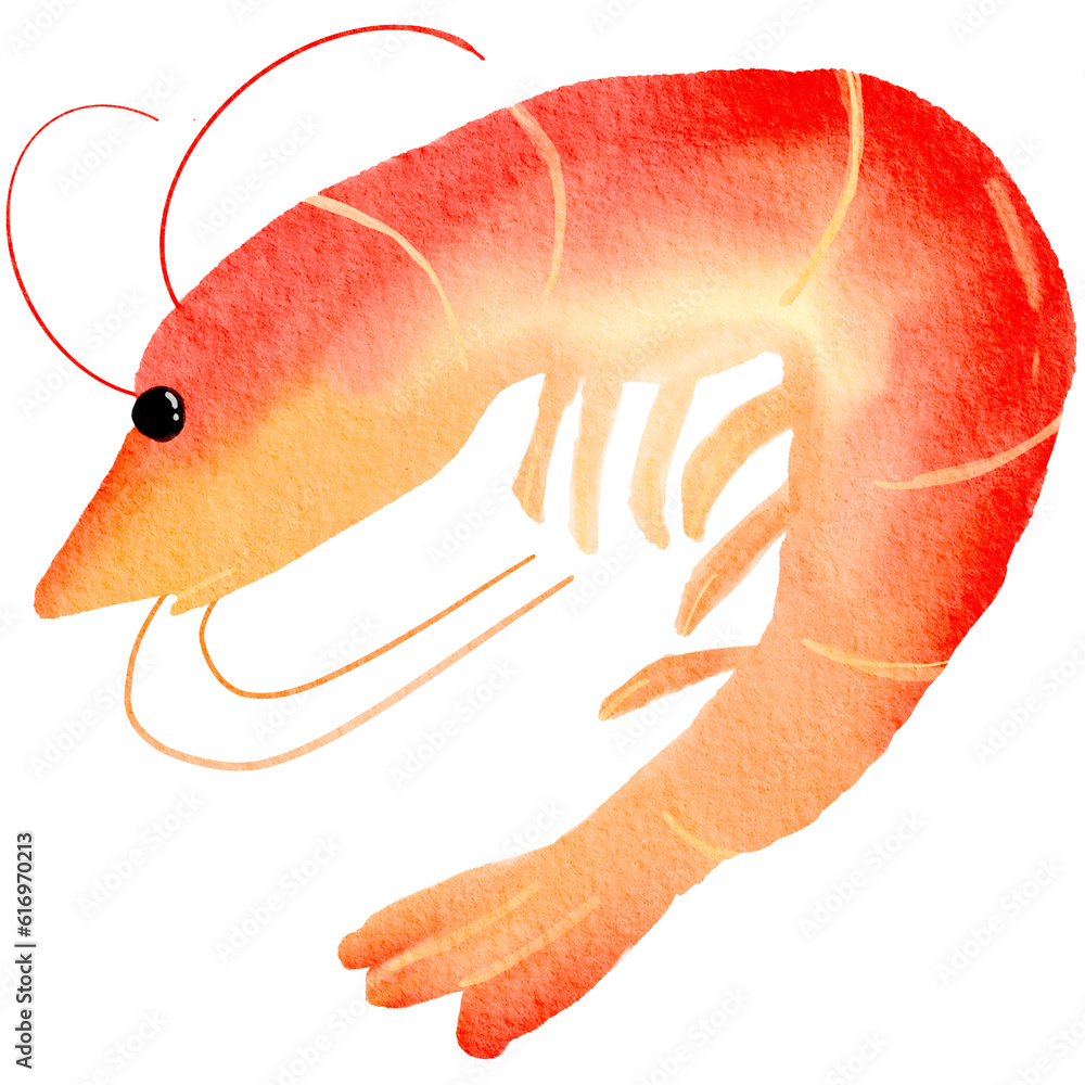 hand drawn watercolor illustration,red shrimp,cooked shrimp on white ...